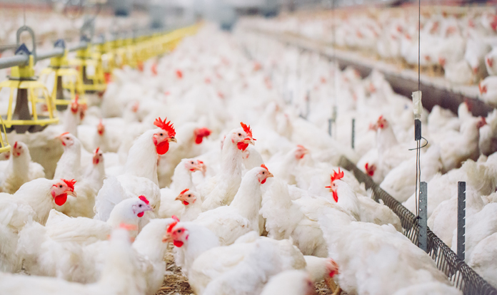 Cherkizovo Group acquires the largest poultry producer of Urals - Feed & Additive Magazine