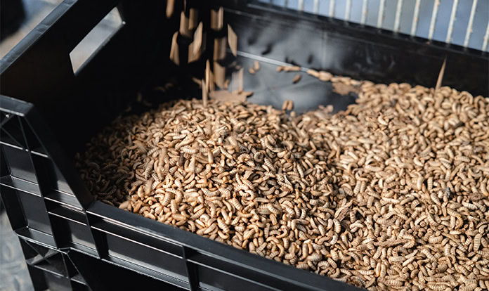 German companies team up for insect farming - Feed & Additive Magazine