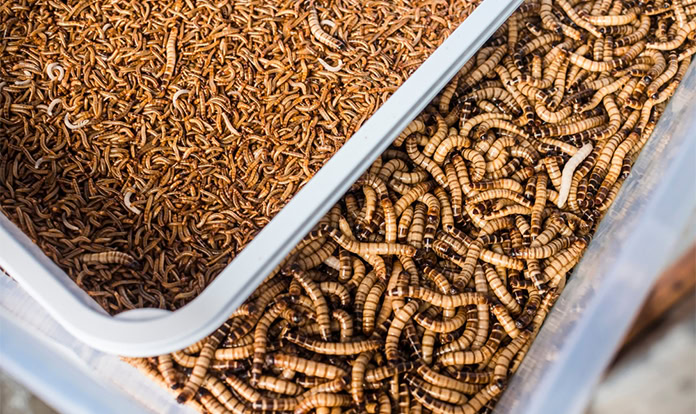 New insect farming study challenges environmental case - Feed ...