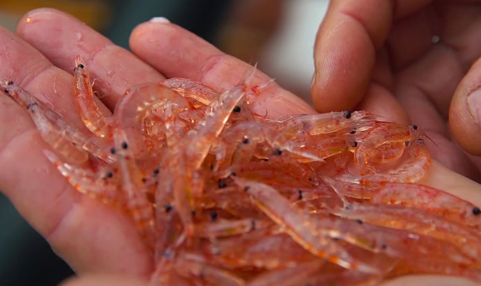 Krill Krill Companies Limit Antarctic Fishing BBC News