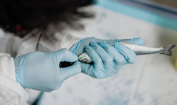 Onda strengthens fish health research tools - Feed & Additive Magazine